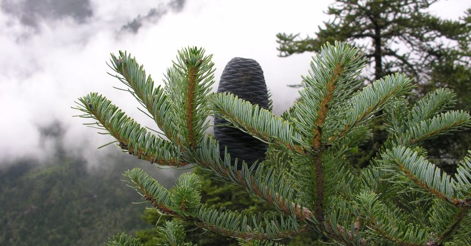 Afghanistan | Centre for Middle Eastern Plants