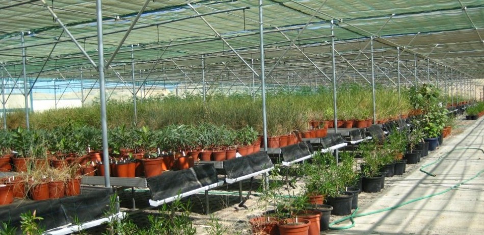 Oman Botanic Garden | Centre for Middle Eastern Plants