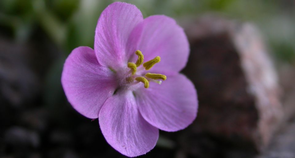 Flora of Arabia | Centre for Middle Eastern Plants