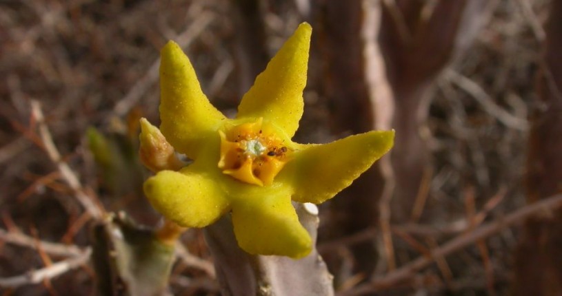 Flora of Arabia | Centre for Middle Eastern Plants
